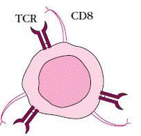 浅谈肿瘤杀手：CD8+T细胞-天津市肿瘤医院-北方网企业建站